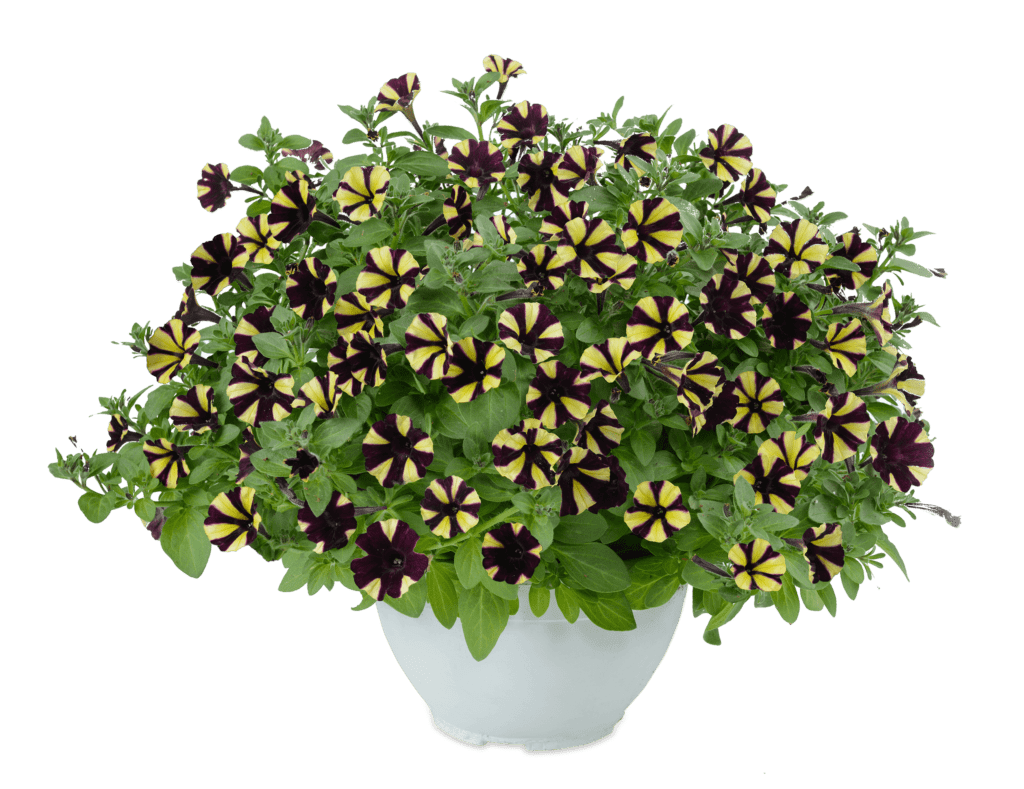 PETUNIA 'LITTLETUNIA®' - Badapedia