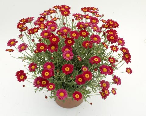 ARGYRANTHEMUM COLORS – Badapedia