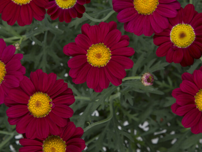 ARGYRANTHEMUM COLORS – Badapedia