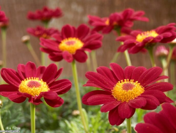 ARGYRANTHEMUM COLORS – Badapedia