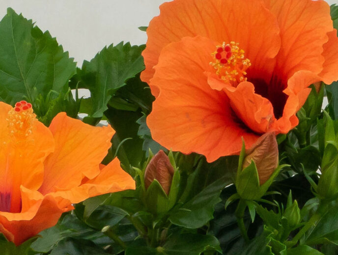 HIBISCUS ROSA SINENSIS – Badapedia