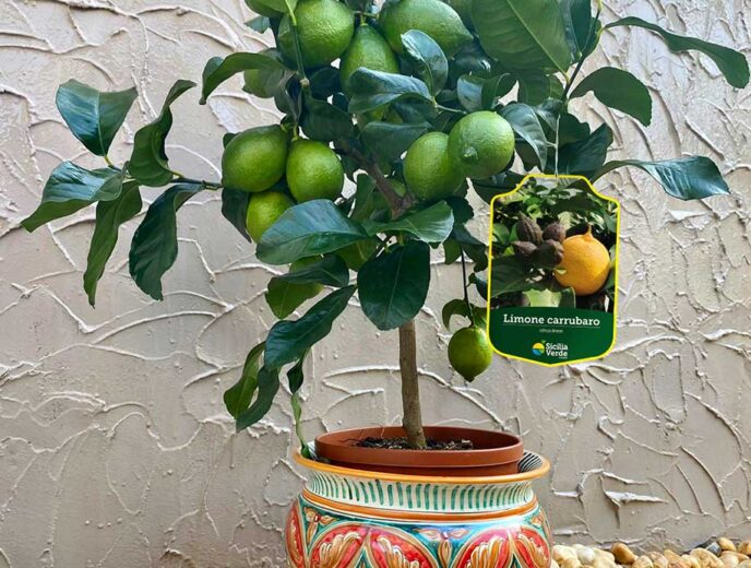 LIMONERO CARRUBARO – Badapedia