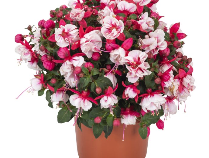 FUCHSIA HYBRIDA – Badapedia