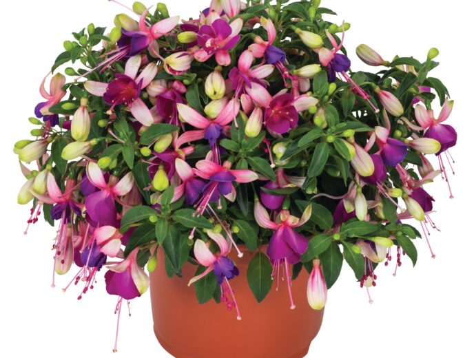 FUCHSIA HYBRIDA – Badapedia