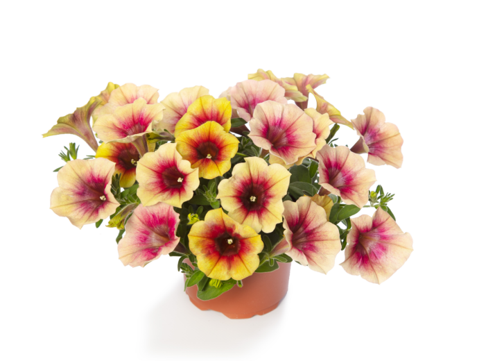 PETUNIA FUNNY - Badapedia