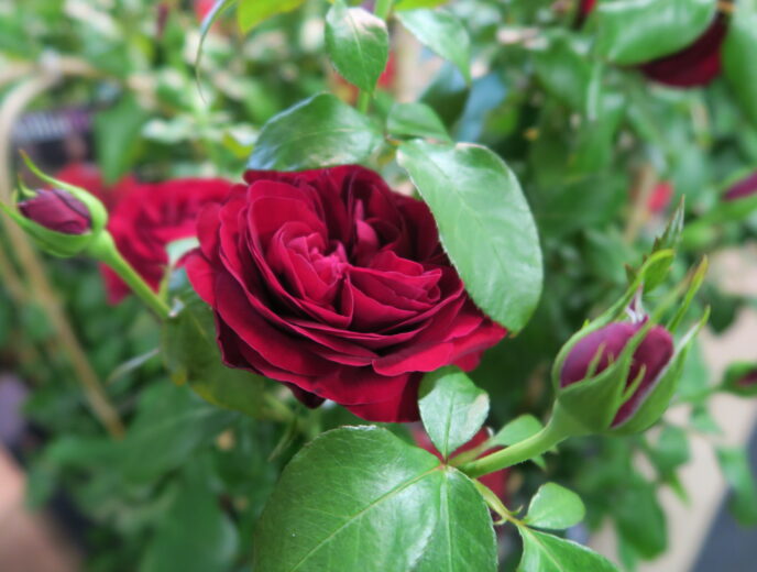 ROSAL PREMIUM VILLAROSA ADVENTURE – Badapedia