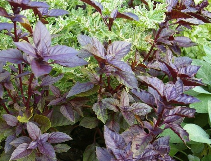 ALBAHACA ‘PURPLE BALL’ – Badapedia