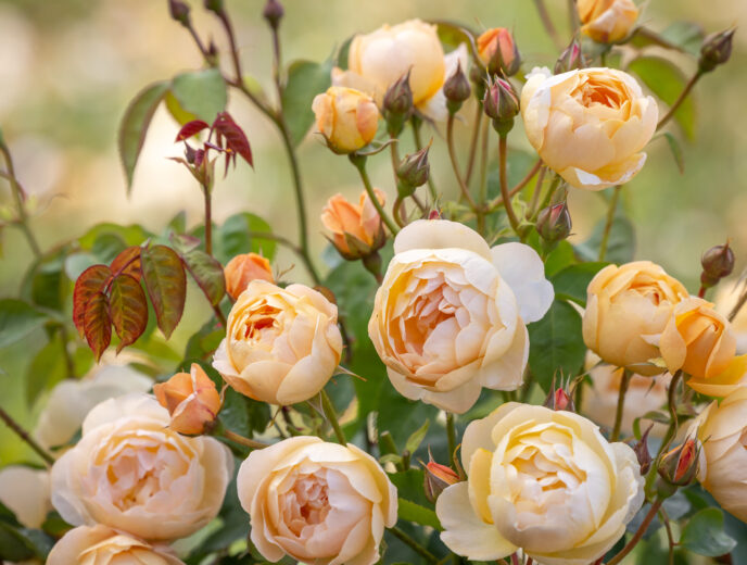 DAVID AUSTIN ROSES - DANNAHUE® - Badapedia