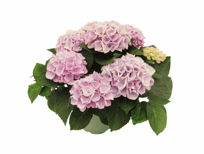 HORTENSIA REMBRANDT – VOX MARBLE – Badapedia